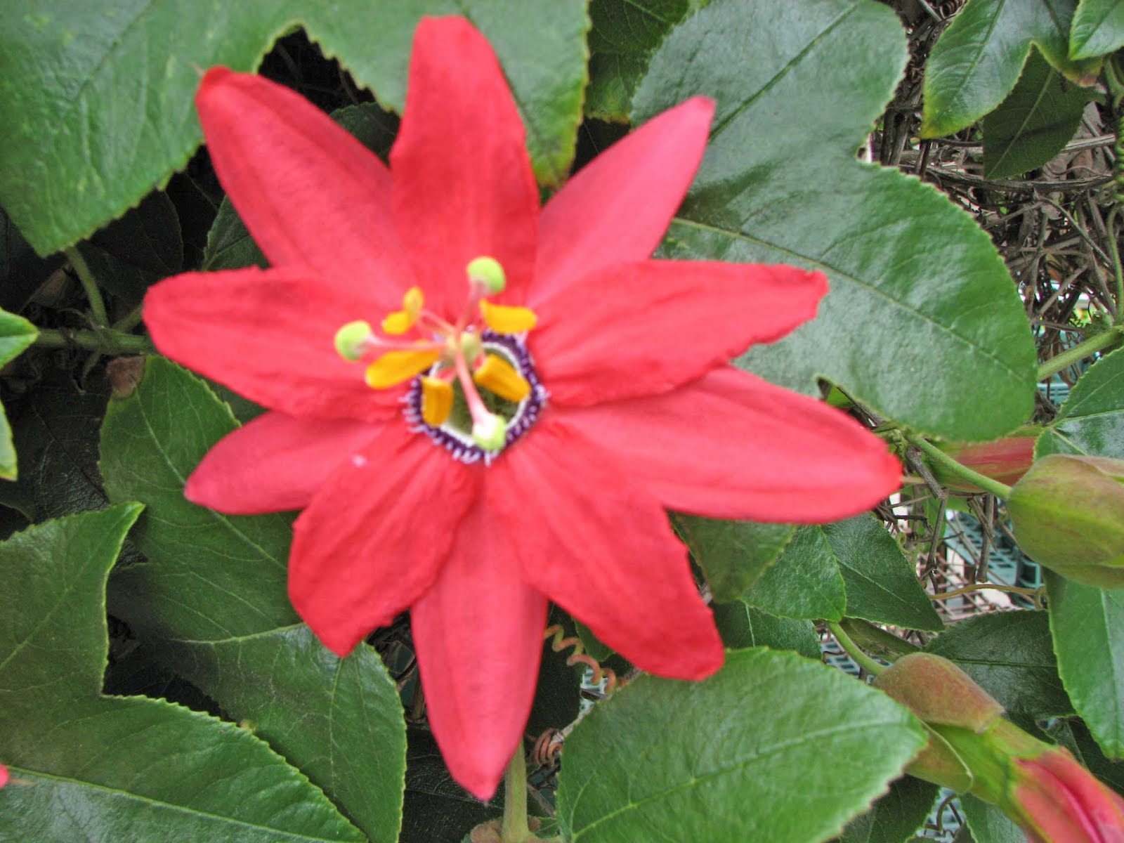 Carmen's Chronicles: Ruby Tuesday & Today's Flowers - Red is Passion ...