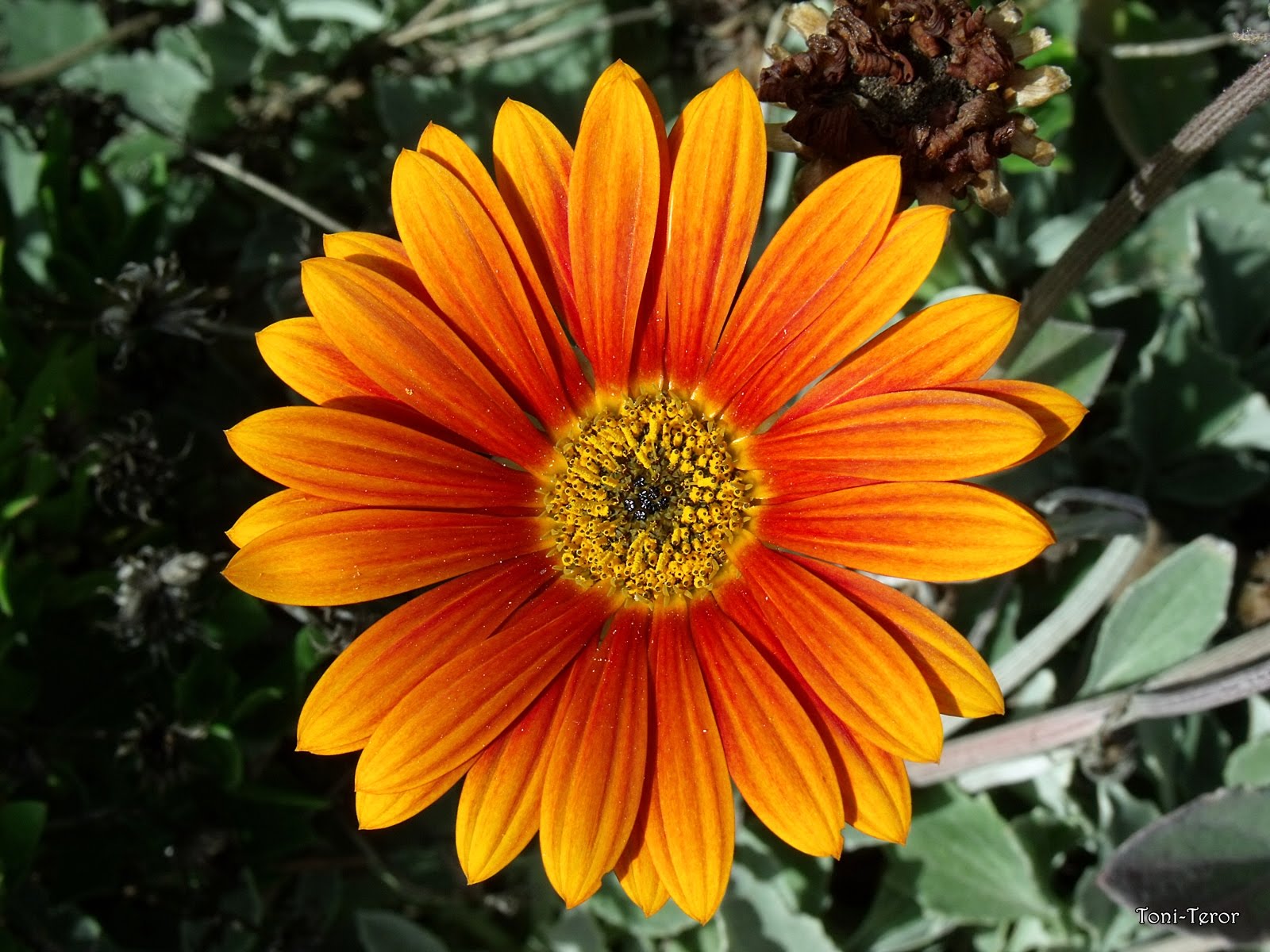 El reflejo de mi mirada 2: Flor anaranjada