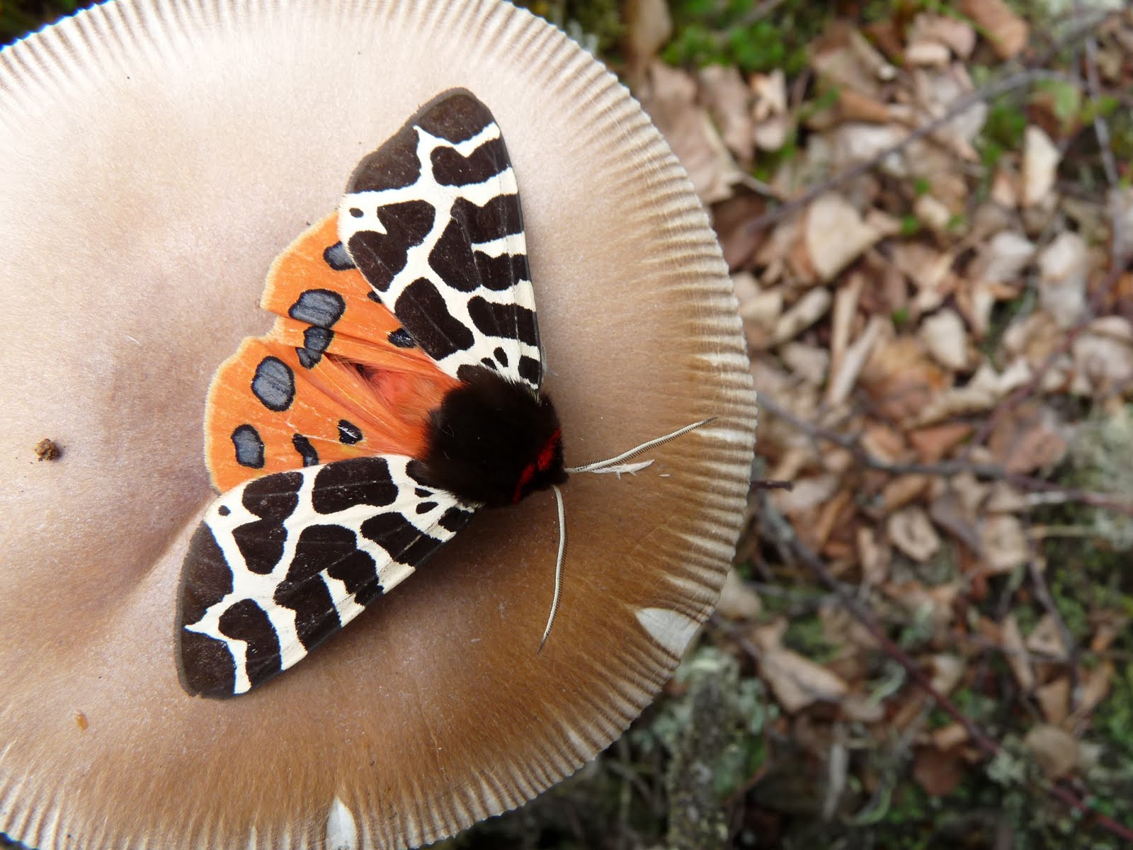 The Flanders Moss Bog Blog: Moth Magic 3