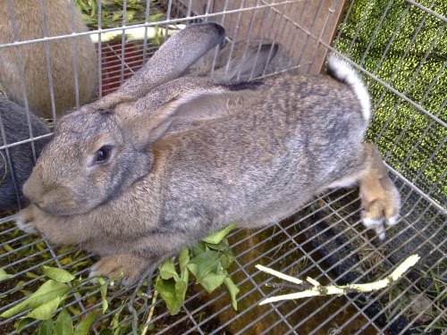 Aves Kiriki: Conejos