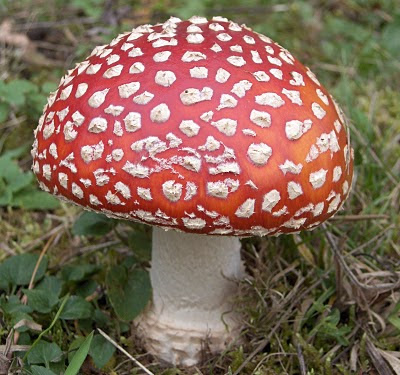 Ha bolond, ne szedd le!: Mérges gombák, gombamérgezések - ELŐADÁS!!!