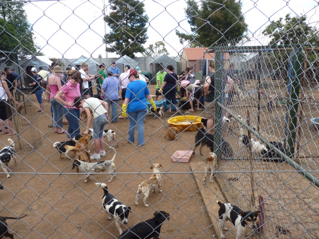 Lian Fourie: Doggy wash marathon for FORA (Friends of Rescued Animals)
