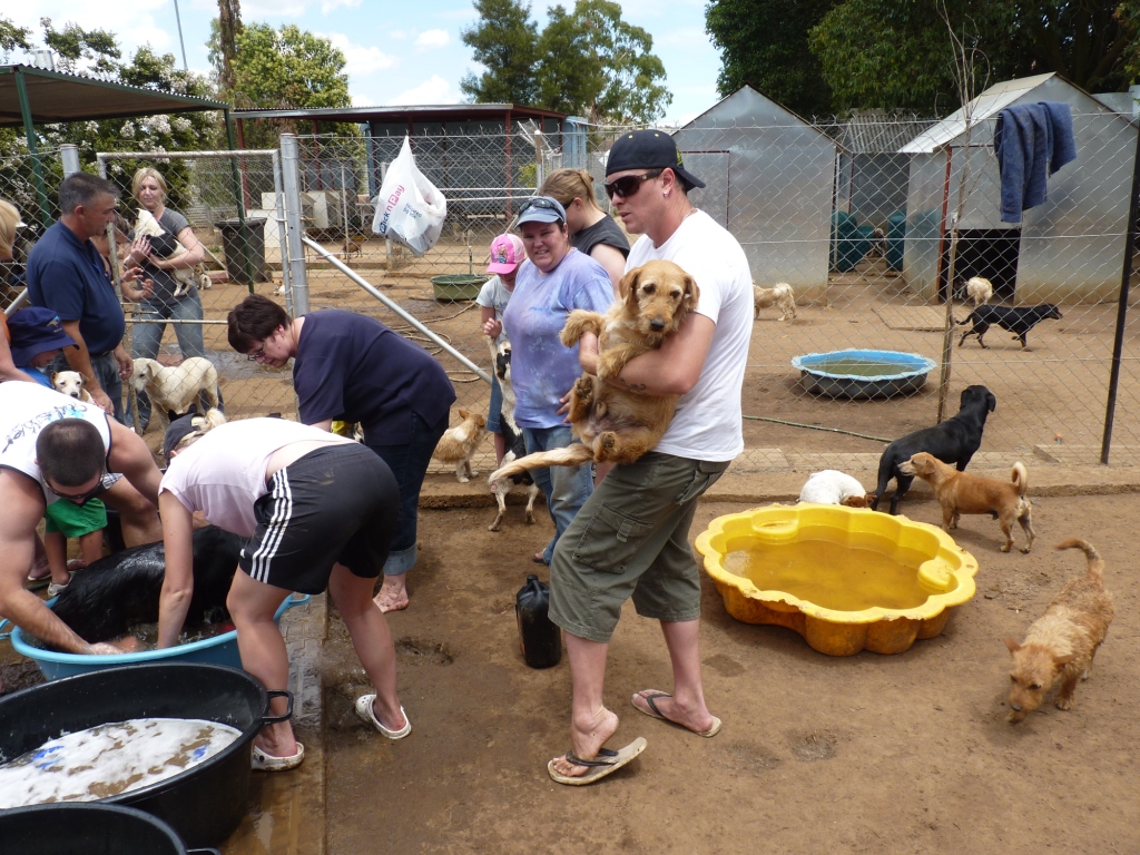 Lian Fourie: Doggy wash marathon for FORA (Friends of Rescued Animals)