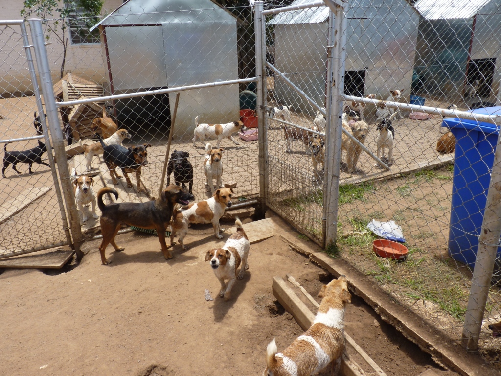 Lian Fourie: Doggy wash marathon for FORA (Friends of Rescued Animals)