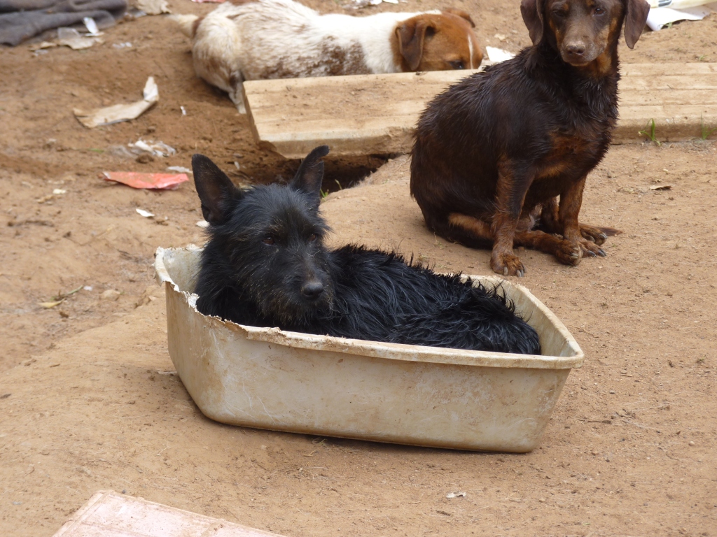 Lian Fourie: Doggy wash marathon for FORA (Friends of Rescued Animals)