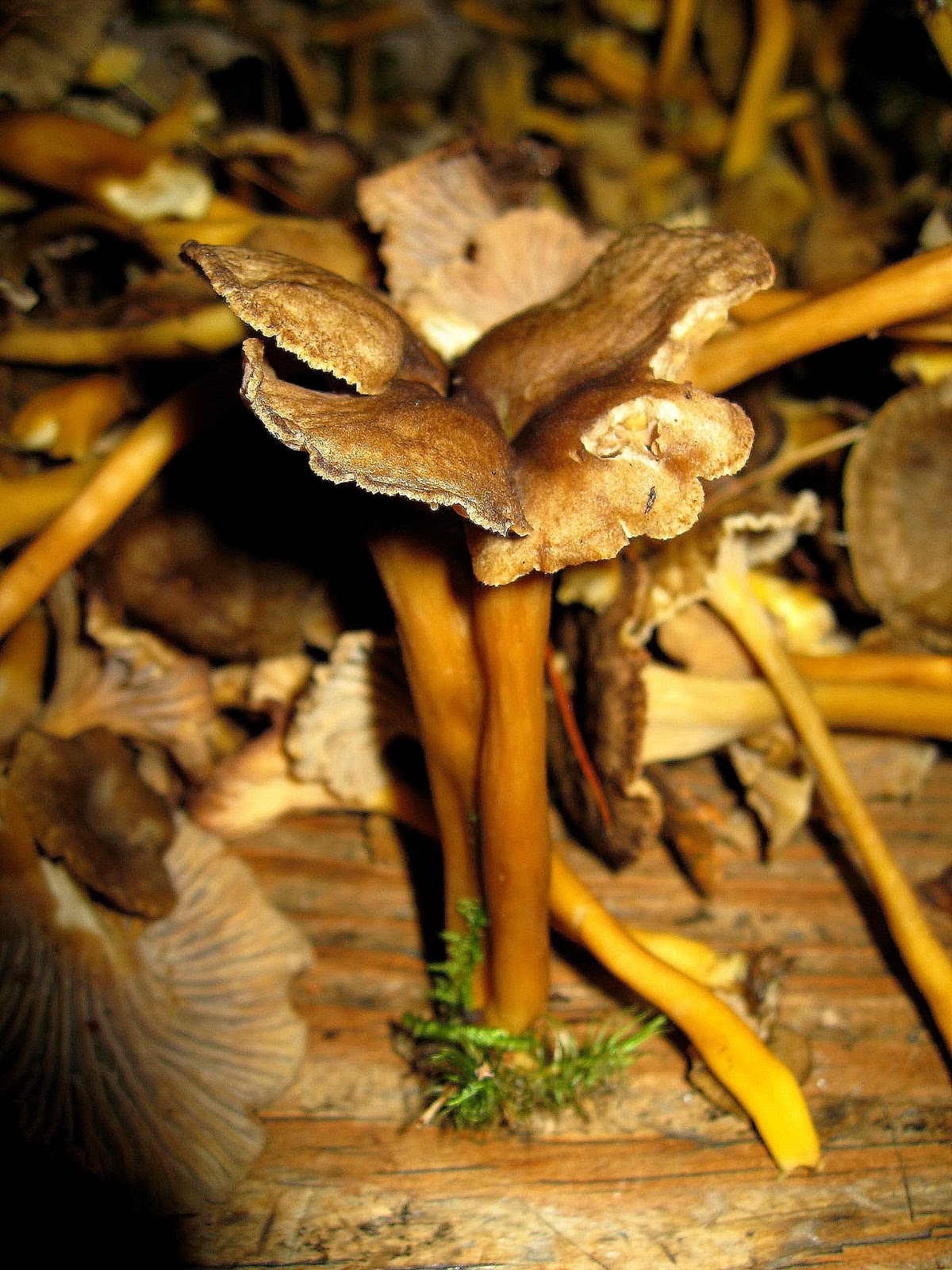 Strandhuset: Sopp, sopp, sopp -- og sopp