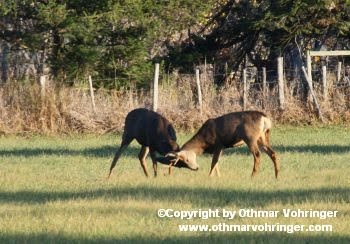 Whitetail Deer Passion: Antler Rattling And Calling During the Rut