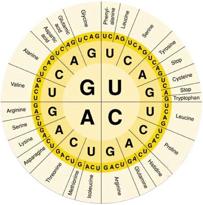 ALL ABOUT GENETICS-DNA-RNA-RESEARCH: Genetic Code