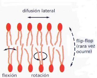 BIOL.CELULAR.JGG: Regulation of transbilayer plasma membrane ...