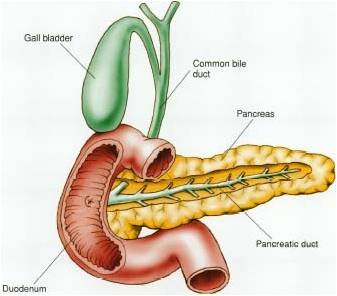 BIOL.CELULAR.JGG: Componentes de la célula beta pancreática