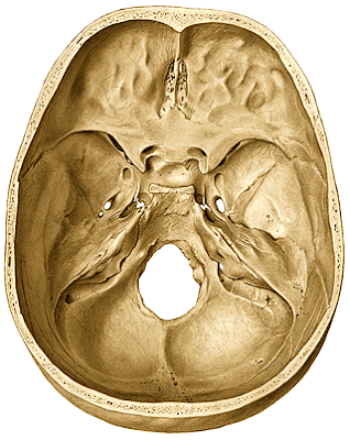 El blog neuroanatomico del Dr. Mime: HUESO OCCIPITAL