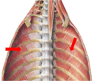 Anatomía Humana: Músculos del tronco. Tórax y abdomen