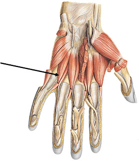 Anatomía Humana: Músculos del Miembro superior.