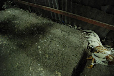 Rinhas de galo na Costa Rica (imagens e informação) - Amanhã é outro dia