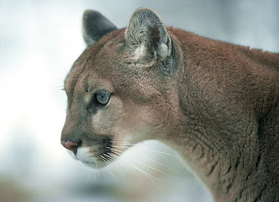 zoologia: FOTOS DE PUMAS