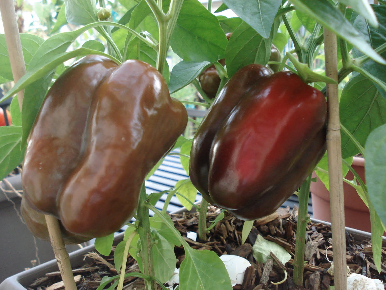 Bumble Lush Garden: Spotlight on Red Bell Peppers