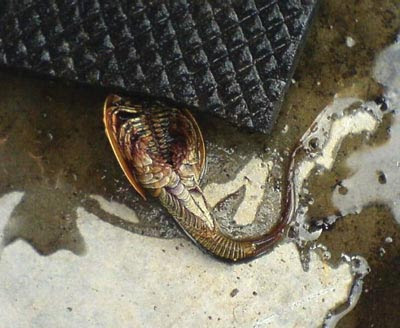 Mossegades de Llop blanc: Merostomata en el Mar Negro