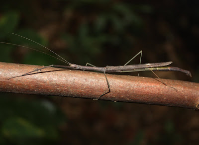 Photography & Me: A Brown Stick Insect