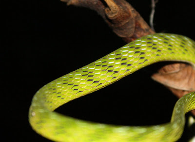 Photography & Me: Good Snakes Come in Pairs