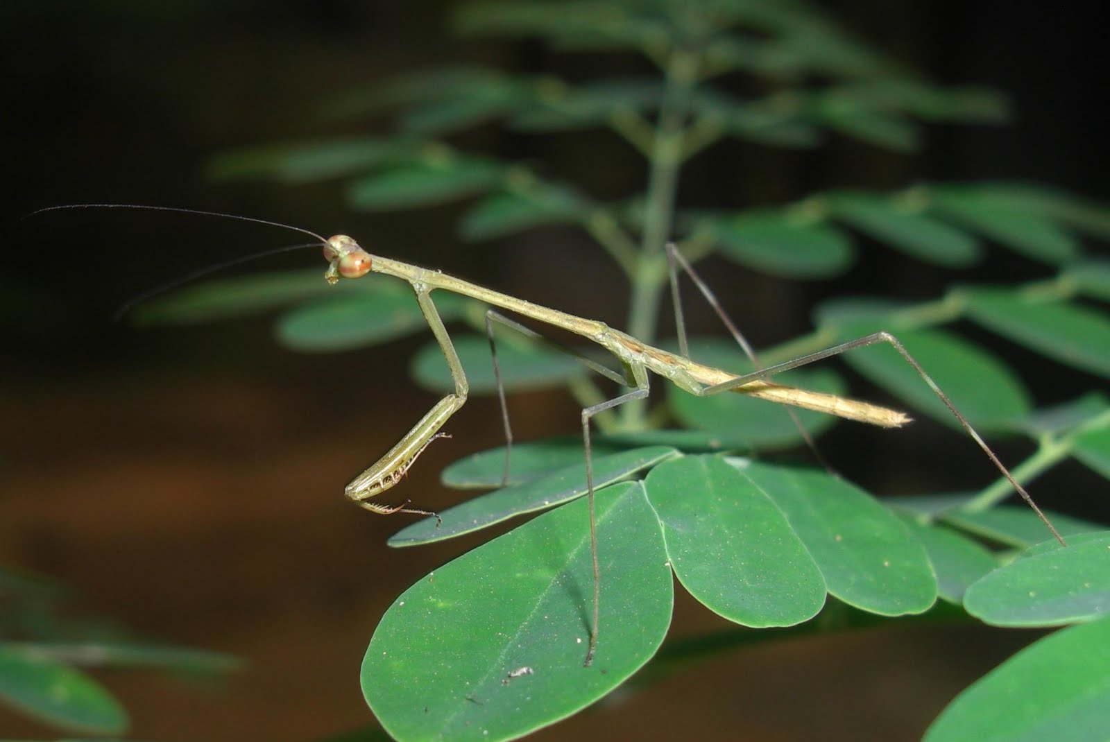 Photography & Me: Mr. Stick Mantis