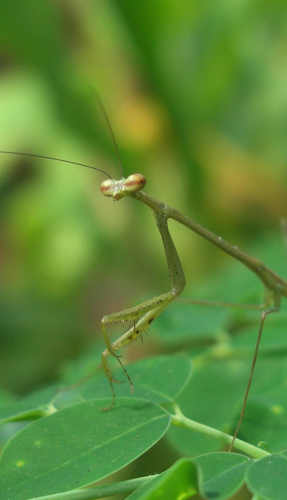 Photography & Me: Mr. Stick Mantis