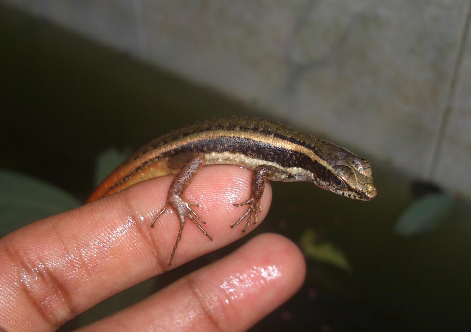 Photography & Me: A Skink That Went for a Swim