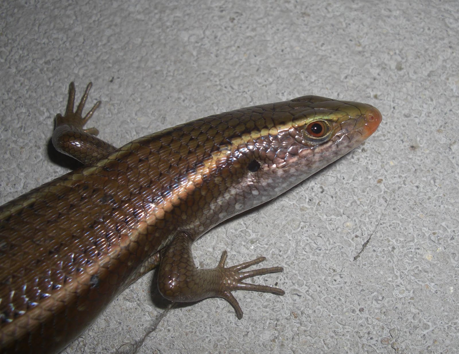 Photography & Me: There's a Skink in the Smokehouse