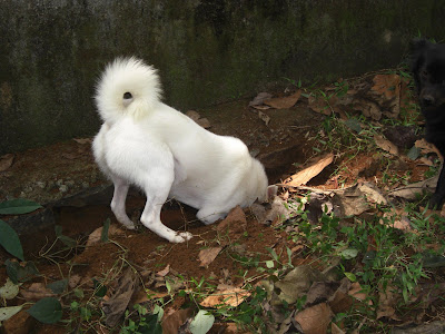 Photography & Me: My Dogs digging for Rats