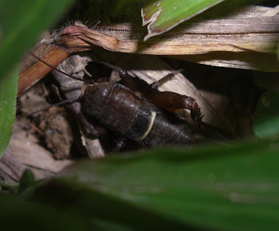 Photography & Me: Mole Cricket Nymph
