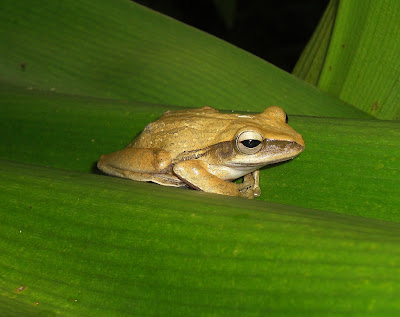 Photography & Me: Four-Lined Tree Frog