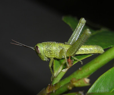 Photography & Me: Grasshopper Collection