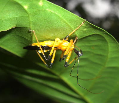 Photography & Me: A Whole Bunch of Six-Legged Mini-Monsters