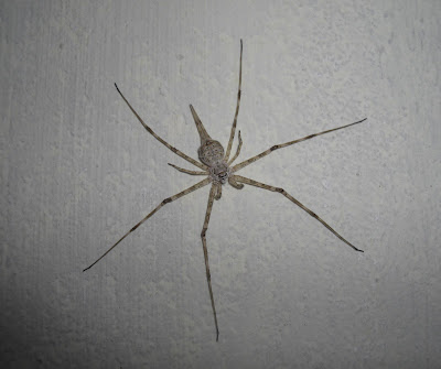 Photography & Me: The Spider with Two Tails