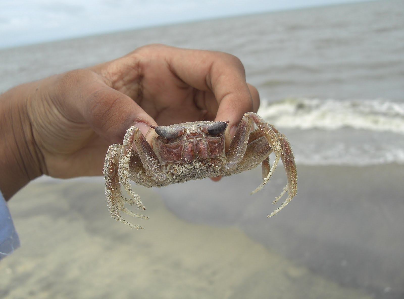 Photography & Me: Crabs from the Seashore