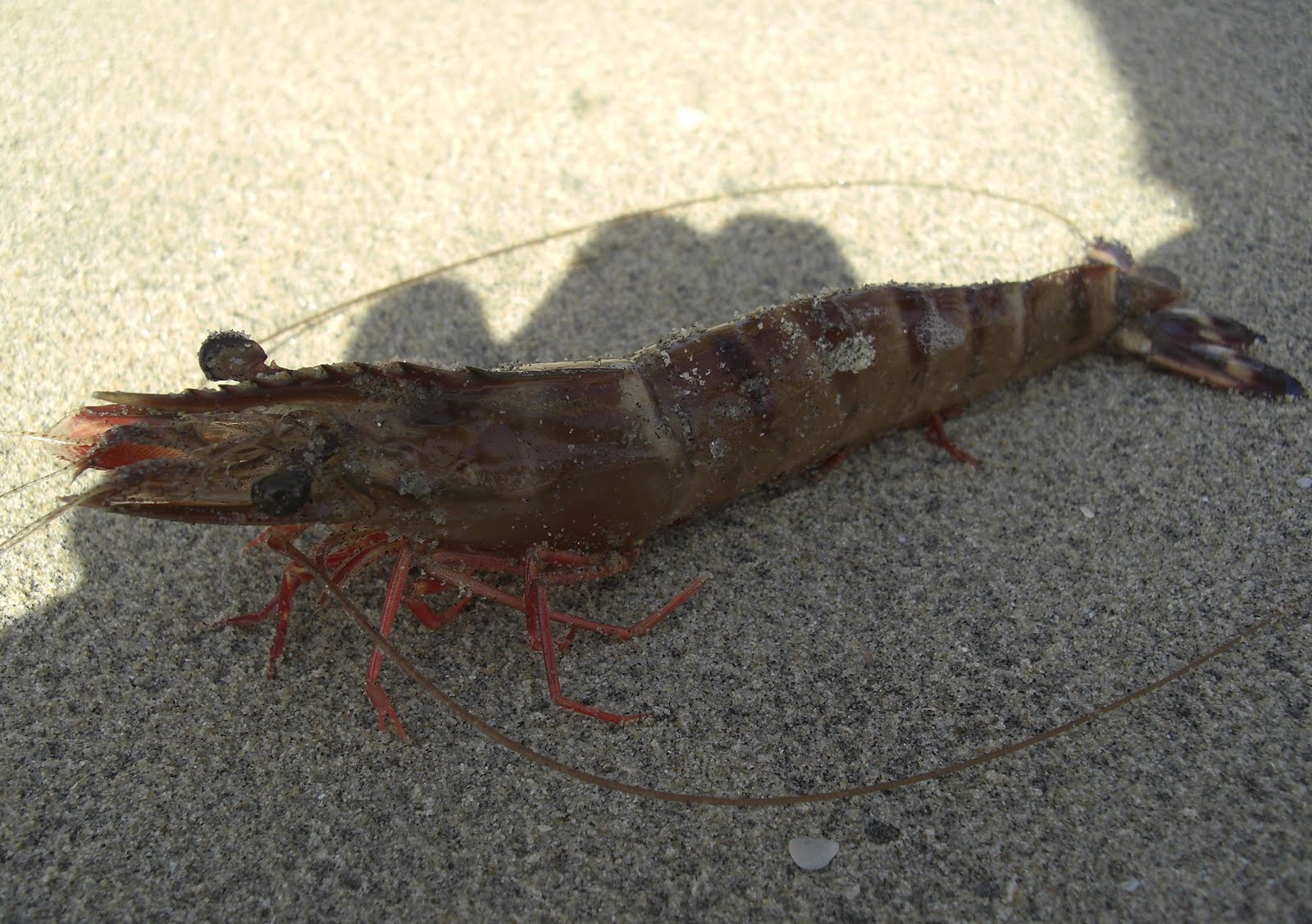 Photography & Me: Big Catch- Big Shrimp
