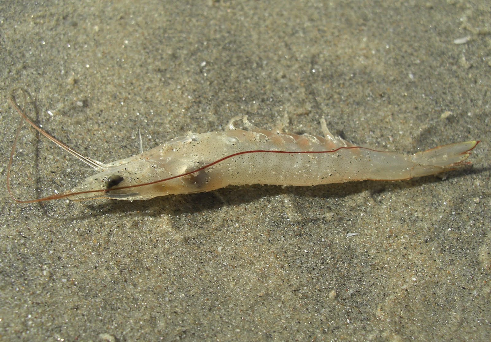 Photography & Me: Big Catch- Big Shrimp