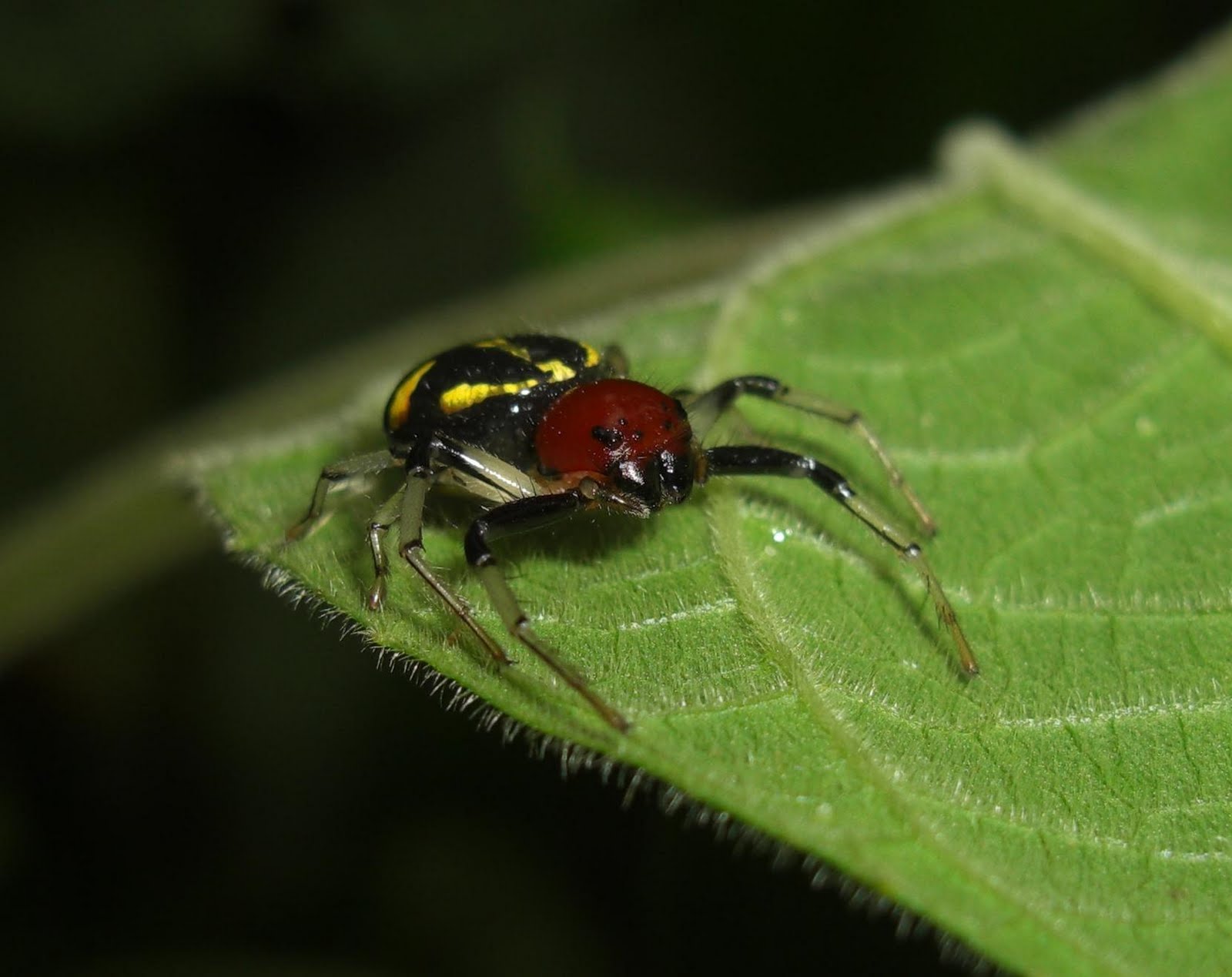 Photography & Me: Spider-Hunting at Night