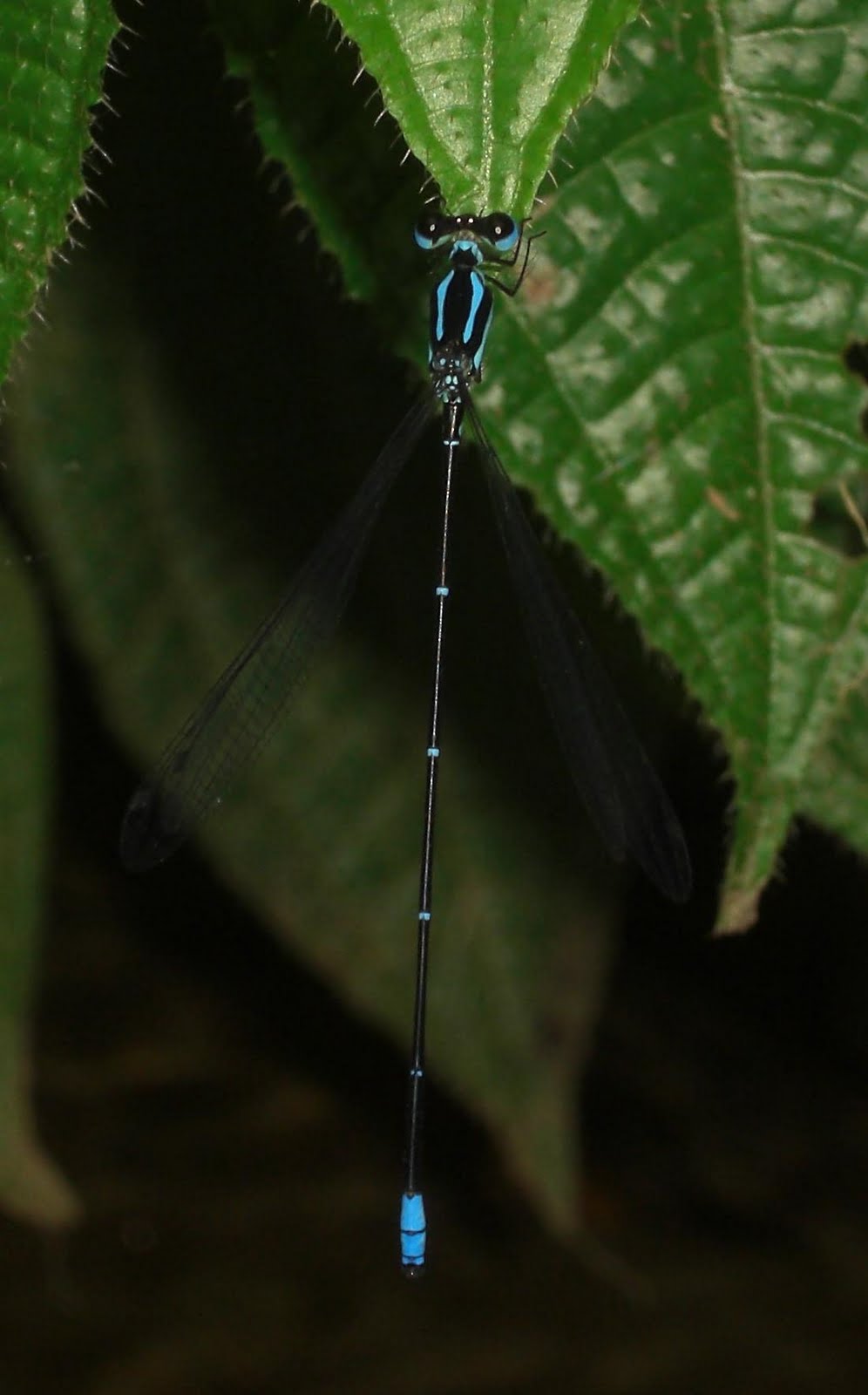 Photography & Me: A Blue Sprite