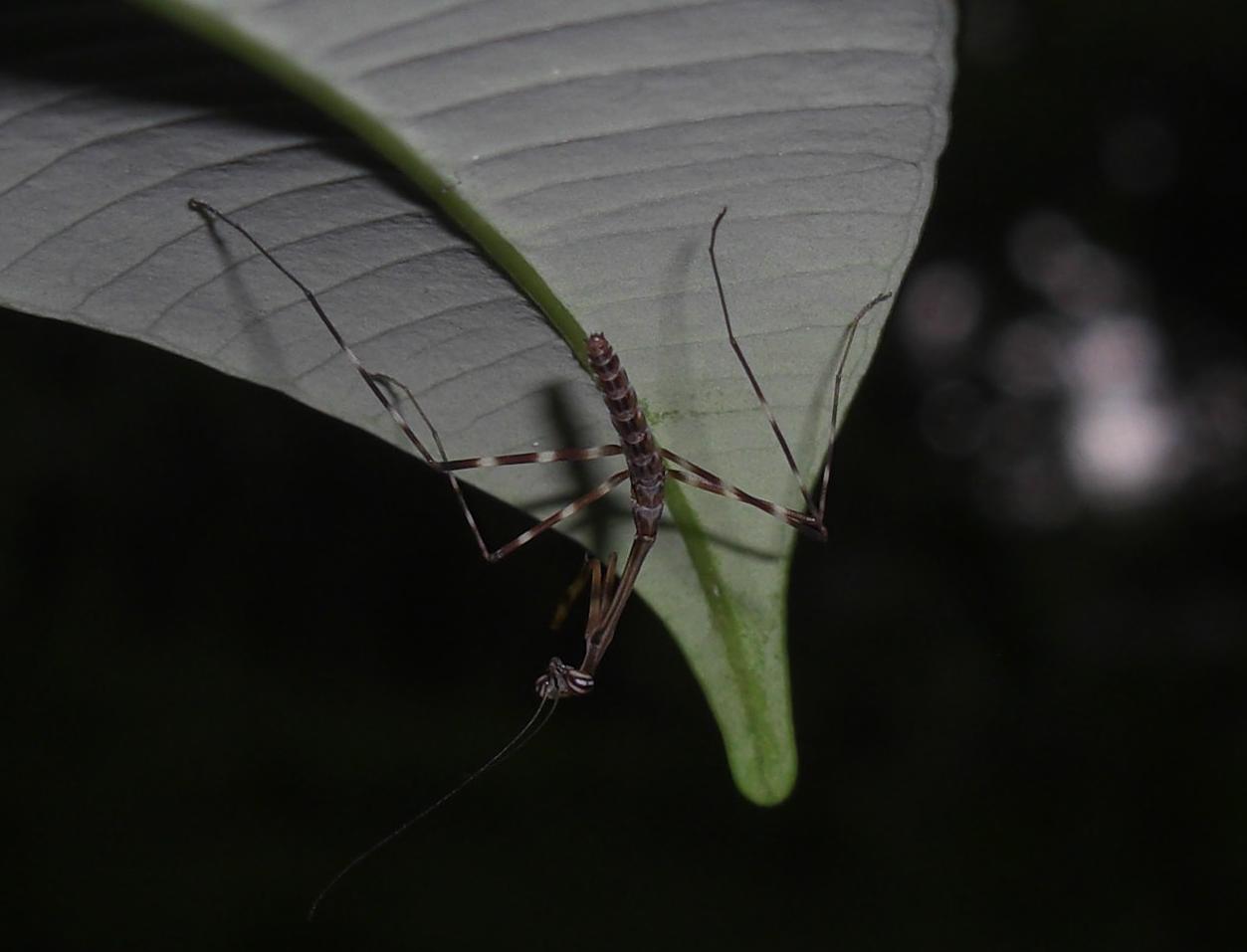 Photography & Me: A Colourful Stick-Mantis