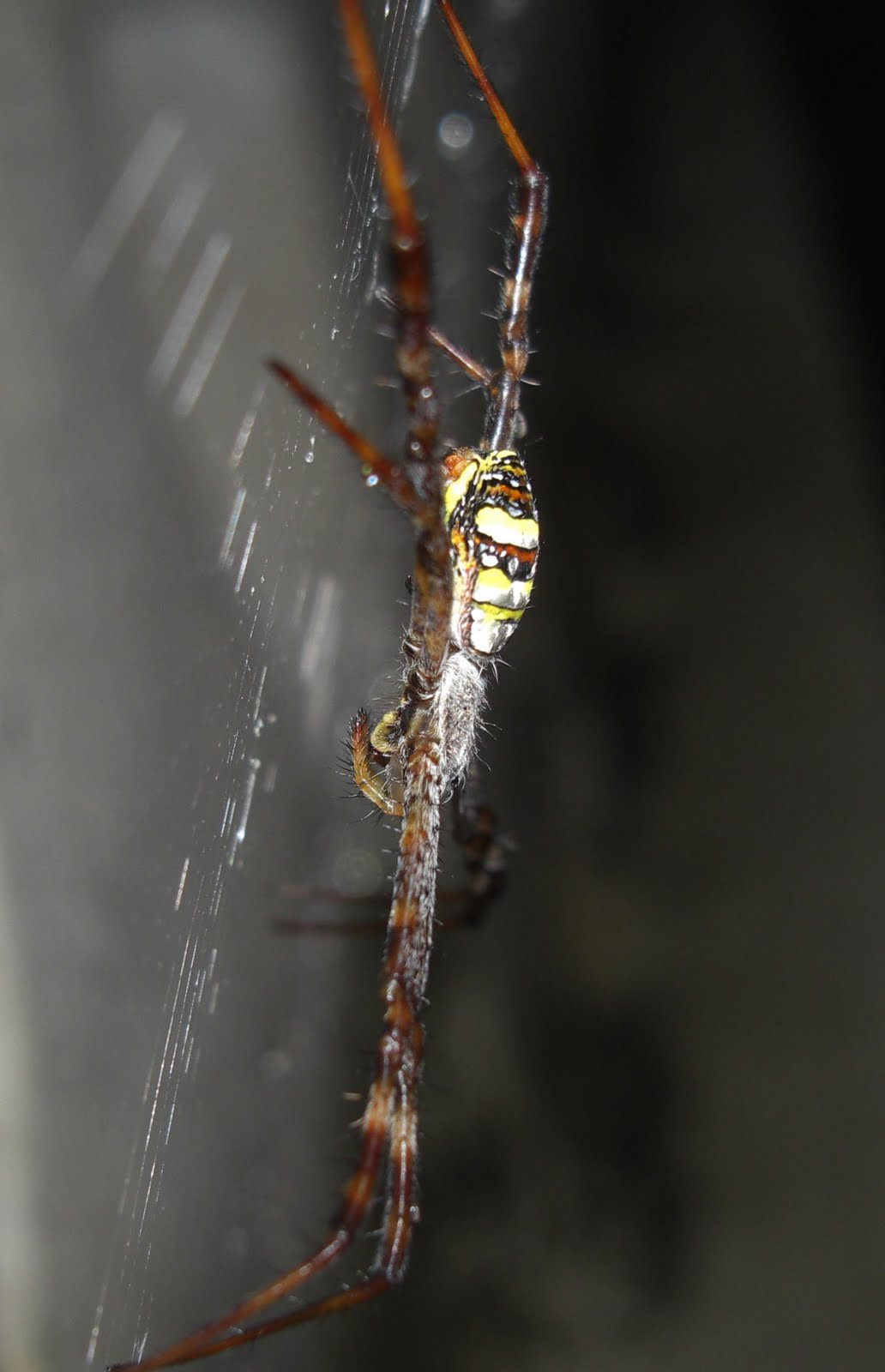Photography & Me: St. Andrew's Cross Spiders
