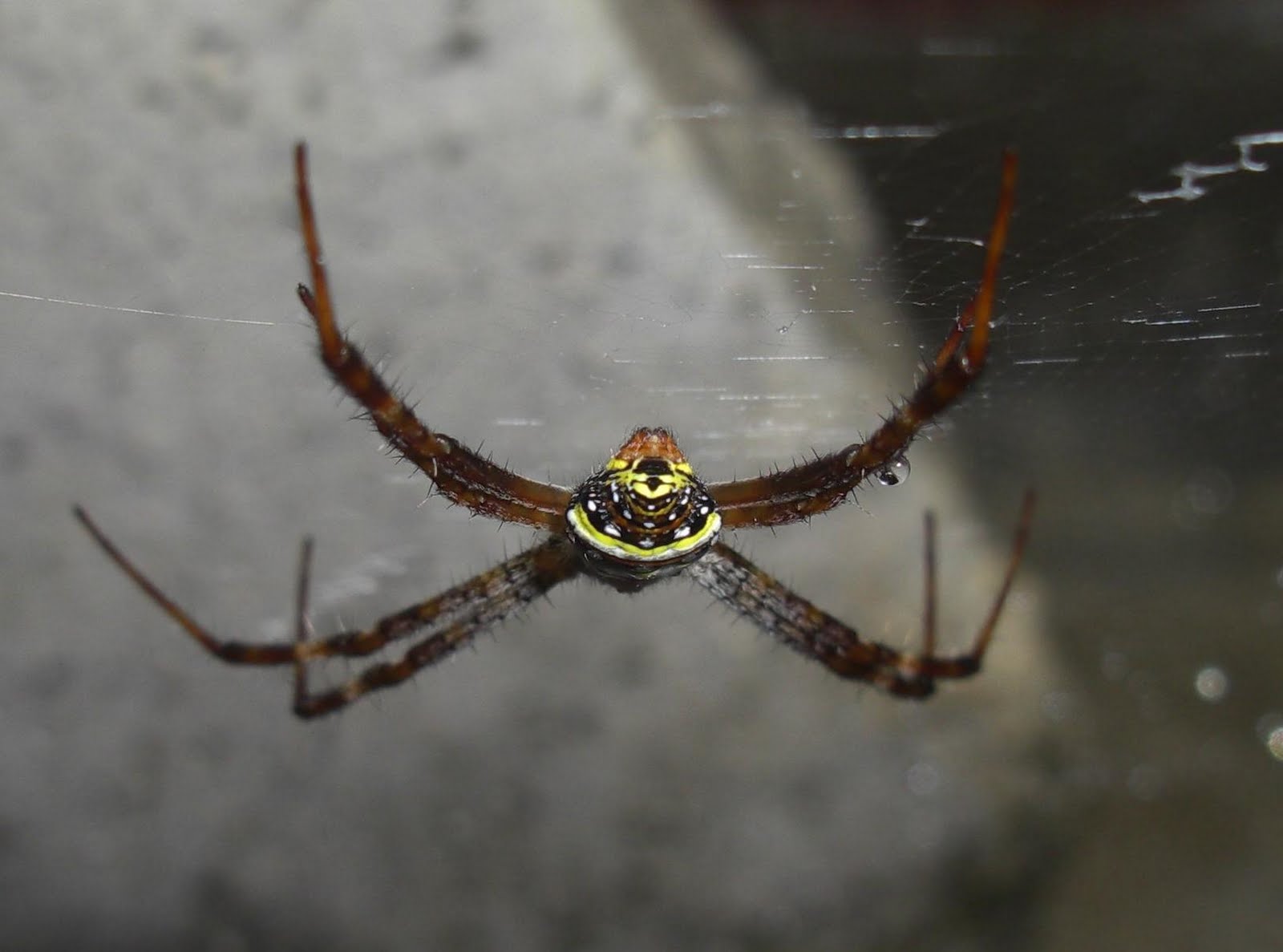 Photography & Me: St. Andrew's Cross Spiders