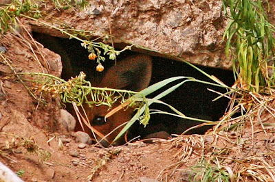 nature tales and camera trails: Project Black Take Eight: As Black as ...