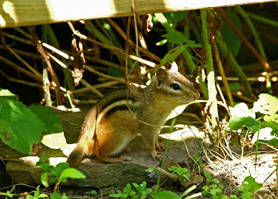 nature tales and camera trails: Can a Chipmunk Swim?