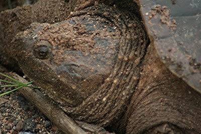 nature tales and camera trails: Snapping Turtles for Camera Critters