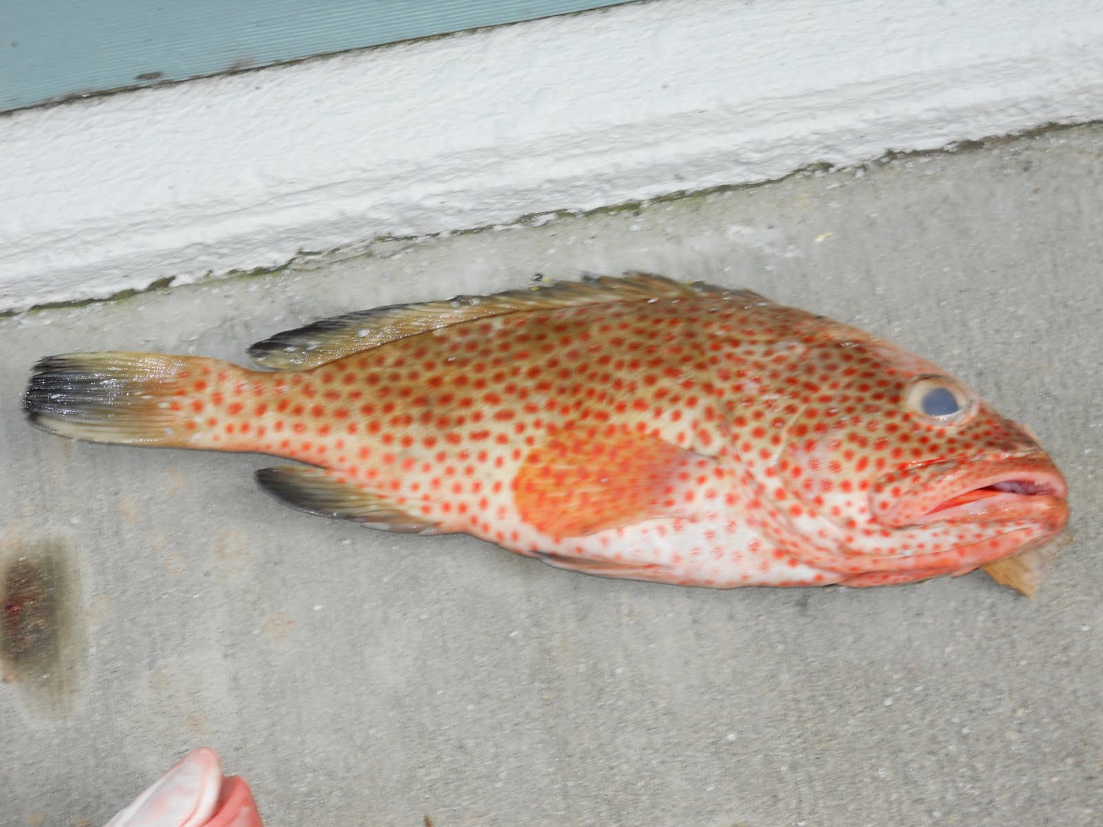 Anne with an E that's me: Another Good Day of Fishing (sort of)