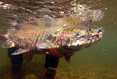 Sir Jackson throws pretty loops: Anadromous, according to Wikipedia