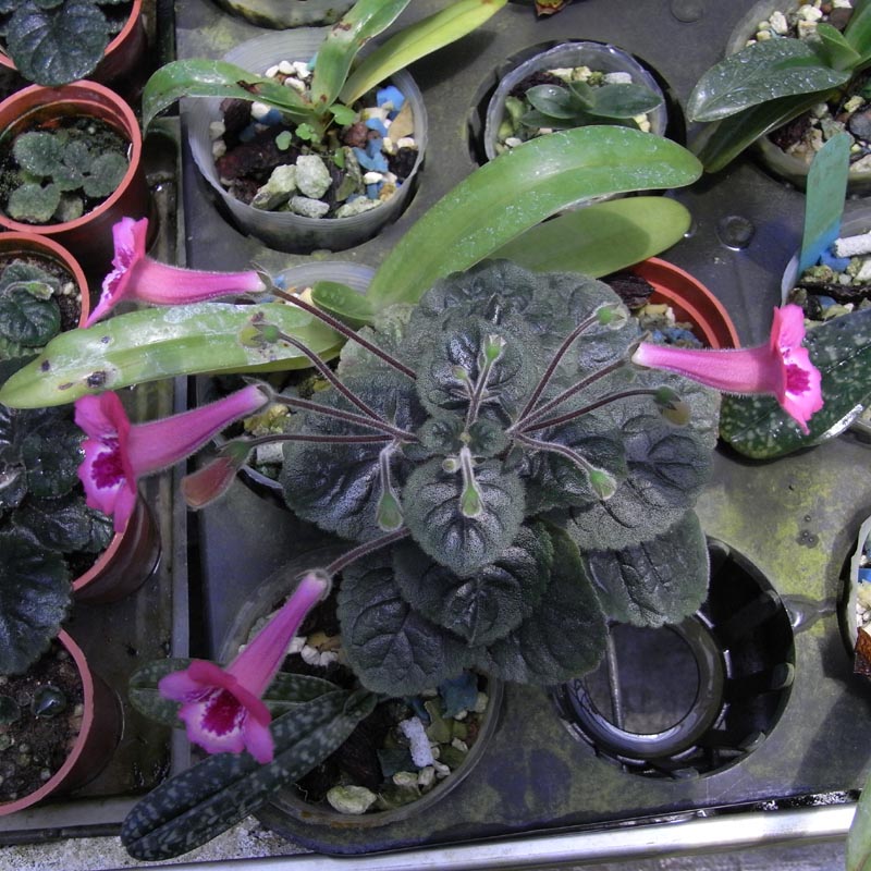 Pirate's Playground: early summer of mini-sinningias