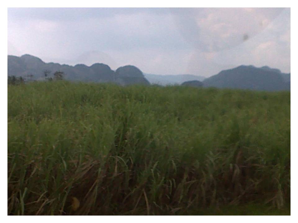 CT: LADANG TEBU, PERLIS