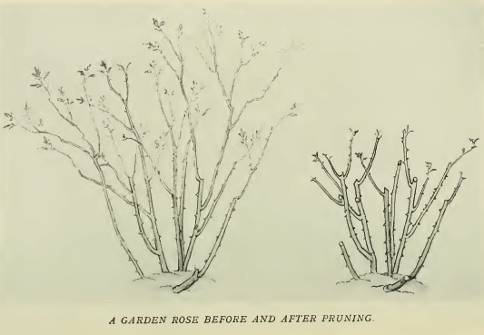 Roses for English Gardens: Rose pruning - varieties requiring little ...
