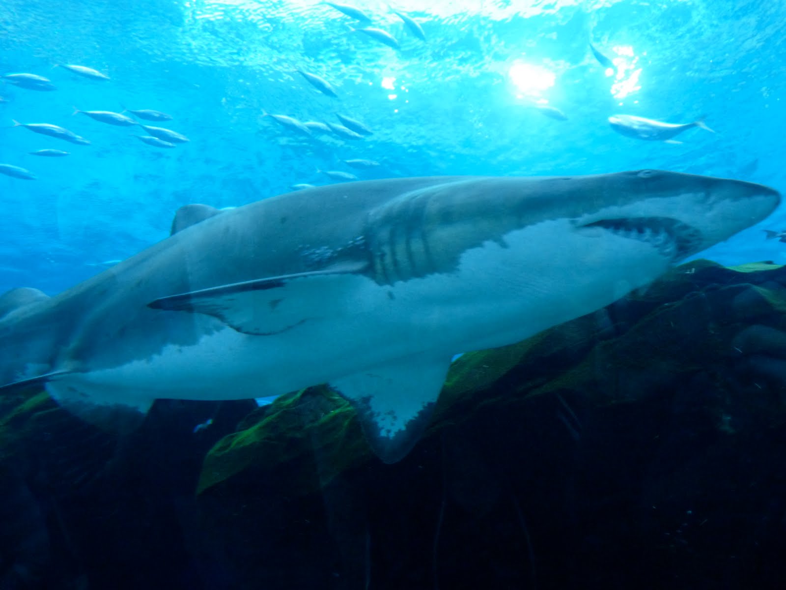 Contemplating Nature: Happy Shark Week!